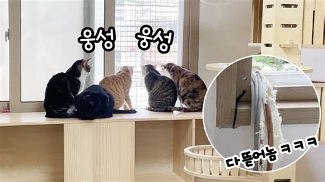 습하고 더운데 에어컨 고장😇 우당탕탕 고양이집 Youtube