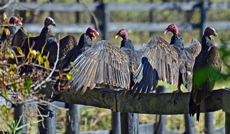 Vulture Wingspan Turkey Vulture Shubenacadie Wildlife Park
