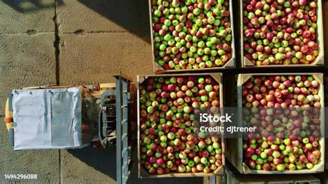 클로즈업 상위 어로 보기입니다 나무 용기 상자 상단에 잘 익은 빨간색과 녹색 맛 있는 사과 사과 과수원에서 연간 수확 기간 동안 가득 신선한 농장에서 사과 따기 체험 선택