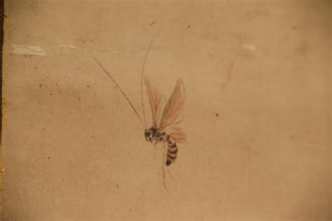 Japanese Saru Monkey Scroll Width670mm Buy Online Japanese Antiques