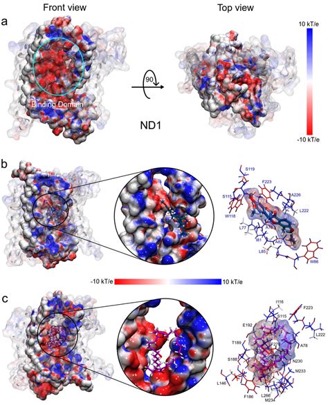 Electrostatic Potential Surfaces Of Molecular Systems Obtained With