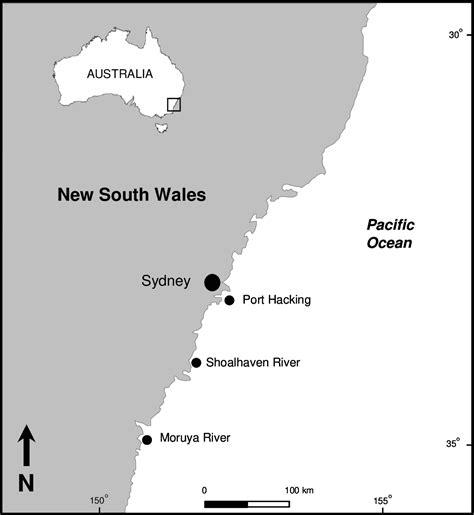 Trypaea Australiensis Semantic Scholar