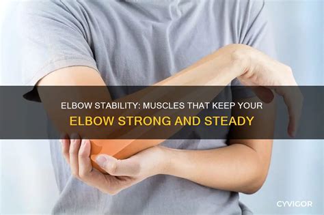 Elbow Stability Muscles That Keep Your Elbow Strong And Steady Cyvigor