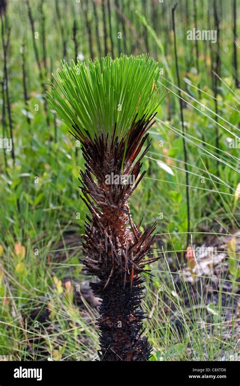 Tip Of Young Longleaf Pine Tree Or Sapling Pinus Palustris Florida Usa