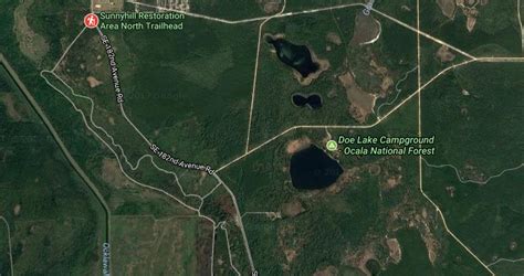 Skunk Ape Sighting Near Ocala National Forest Florida The National