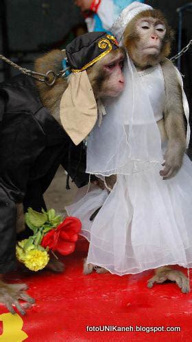 Cinta Monyet Abg Pun Dinikahkan Foto Unik Aneh