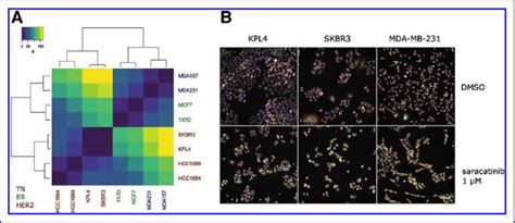 Heat Map And Hierarchical Clustering Of Cell Lines Treated With