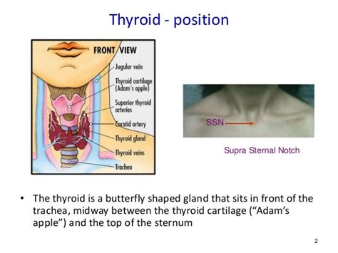 Thyroid Anatomyphysiologythyroid Scintigraphy Principles