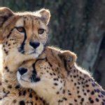 Cheetah Meme Generator Imgflip