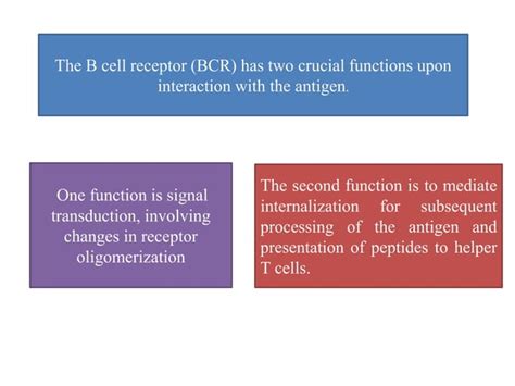 B CELL RECEPTOR Final Pptx