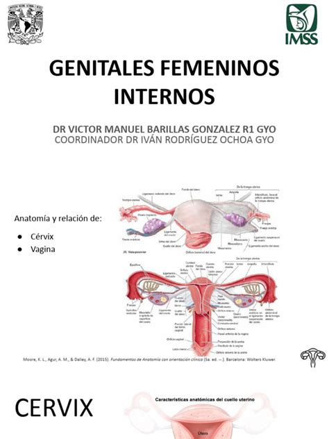 Anatomía De Genitales Femeninos Internos Pdf Ginecología