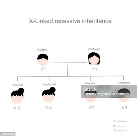 The Inheritance Pattern Of Xlinked Recessive That Shows The Mutation Gene Were Passed From