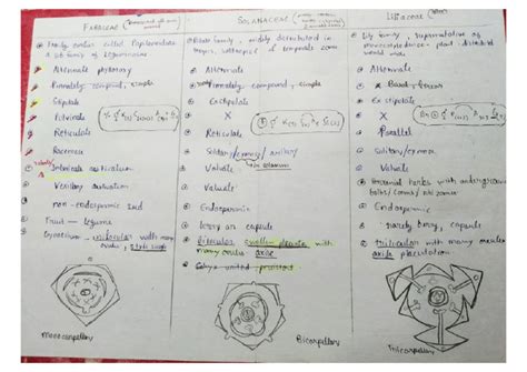 Morphology Families Chart Pdf