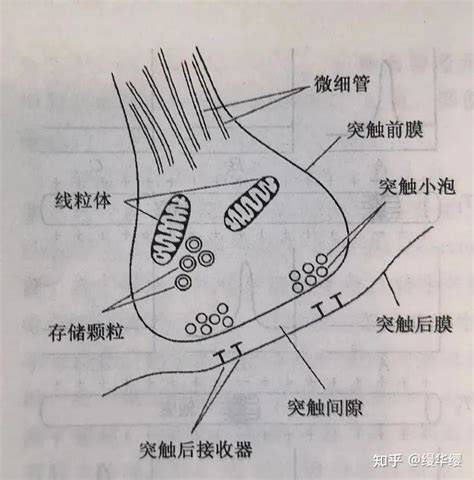 神经元 知乎
