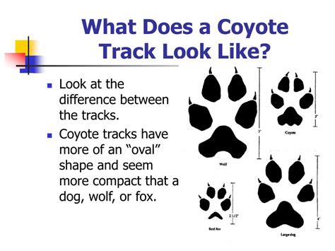 Ppt Coyote Forum Powerpoint Presentation Free Download Id6214864