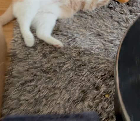 My Hefty Chonker Rchonkers