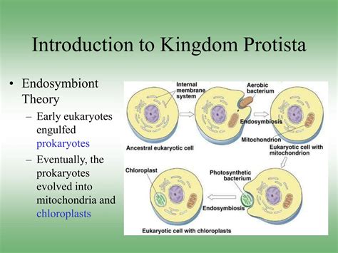 Kingdom Protista 2012 Protist Slides Ppt