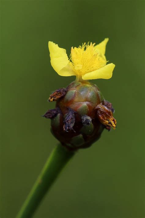 Xyris Difformis Bog Yellow Eyed Grass Wildflowers Of The National Capital Region