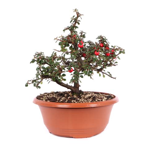 Cotoneaster Microphyllus Cochleatus 1755 P 26 0126