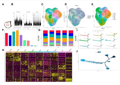 Figure 1 From Single Cell Rna Sequence Presents Atlas Analysis For Chondrocytes In The Talus And