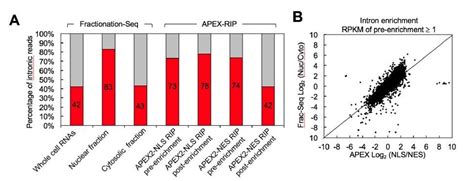 Live Cell Mapping Of Organelle Associated Rnas Via Proximity Biotinylation Combined With Protein