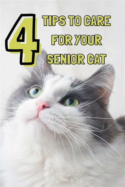 Caring For Senior Cats