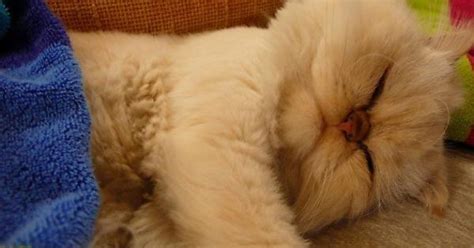 The Sleepy Grumpy Cat Of A Friend Album On Imgur