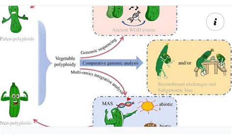 Polyploidy In Vegetables Exploring Genetics For Crop Evolution And