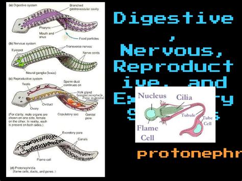 Ppt Ch 8 Acoelommorpha Platyzoa And Mesozoa Powerpoint Presentation Id9314940