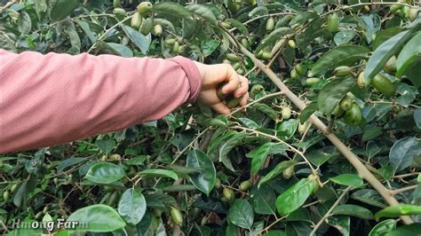 So Happy When Oleaster Tree Are Full Of Fruit Country Girl Haverst