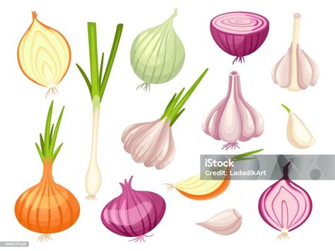 Kartun Bawang Merah Dan Bawang Putih Bawang Organik Sayuran Mentah