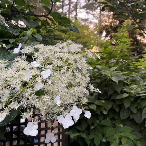 Tips For Pruning Climbing Hydrangea Fine Gardening