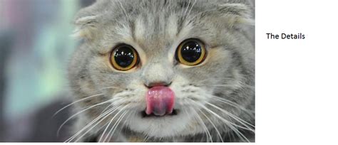 CSS Image Scaling On The Left With The Details On The Right Stack Overflow