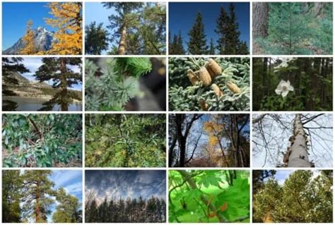 20 Native Trees Of New Mexico With Identifying Features