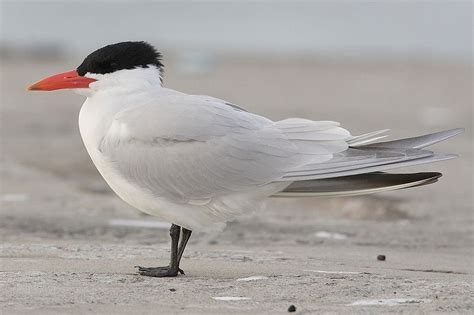 Acravan Ornicopia Rare Bird Signtings In Cape May County Nj Between