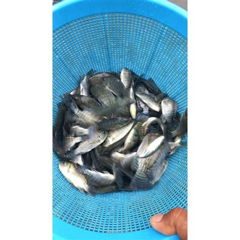 Jual Paket Bibit Nila Nirwana 3 1kg Shopee Indonesia