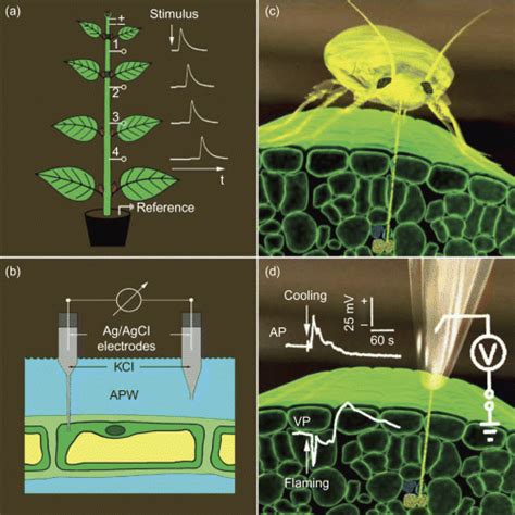 Which Kind And Range Of Signals Do Plants Put Out R Askscience