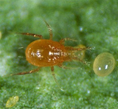 Red Spider Mite Control Phytoseiulus Persimilis Gardening Naturally