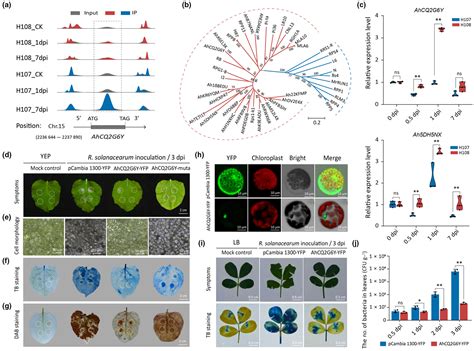 Dynamic N6‐methyladenosine Rna Modification Regulates Peanut Resistance
