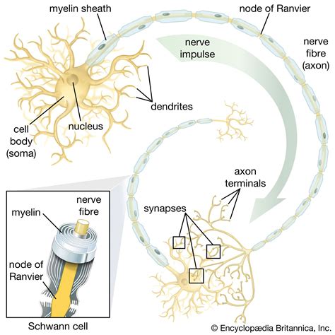 Nervous System Neurotransmitters Neuromodulators Britannica