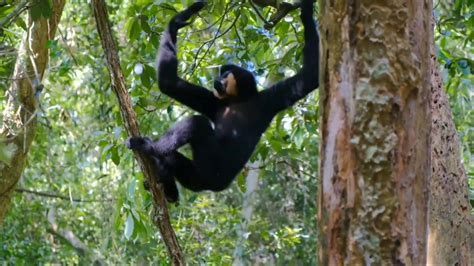 Gibbon Ape Climbing Trees How Fast Can Gibbon Swing On Trees Youtube