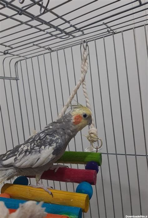 عکس های عروس هلندی گل باقالی