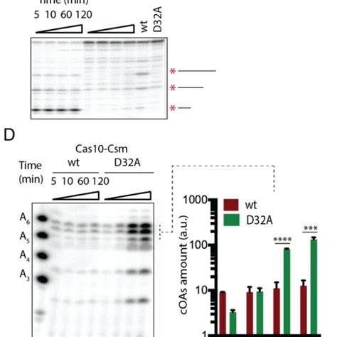 Topology And Length Of Cas10 Csm Oligoadenylates A The α 32 P Download Scientific Diagram