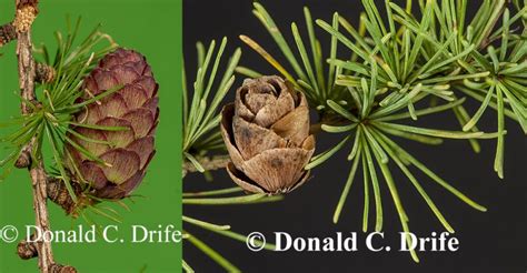 Michigan Trees The Michigan Nature Guys Blog