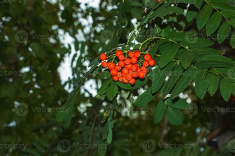 Rowan Berries Sorbus Aucuparia L Growing On A Tree Branches With Green