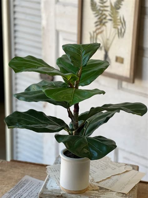 Fiddle Leaf Fig Stem Spray