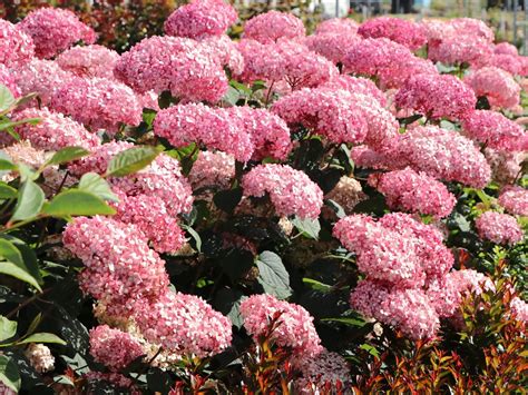 Ballhortensie Proven Winners ® Invincibelle Spirit ® Pink