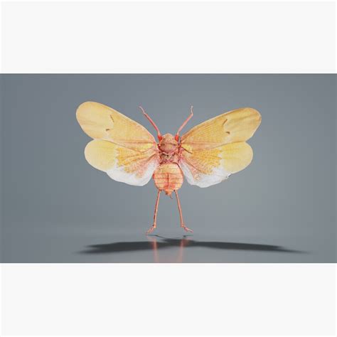 Scamandra Sanguiflua Sulawesi 3d Model Download Insects On