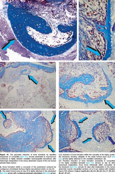 Inductive Surface Geometries Beyond Morphogens And Stem Cells