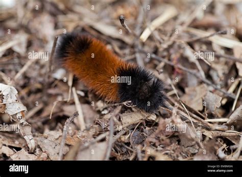 Woolly Bear Caterpillar Isabella Tiger Moth Larva Pyrrharctia